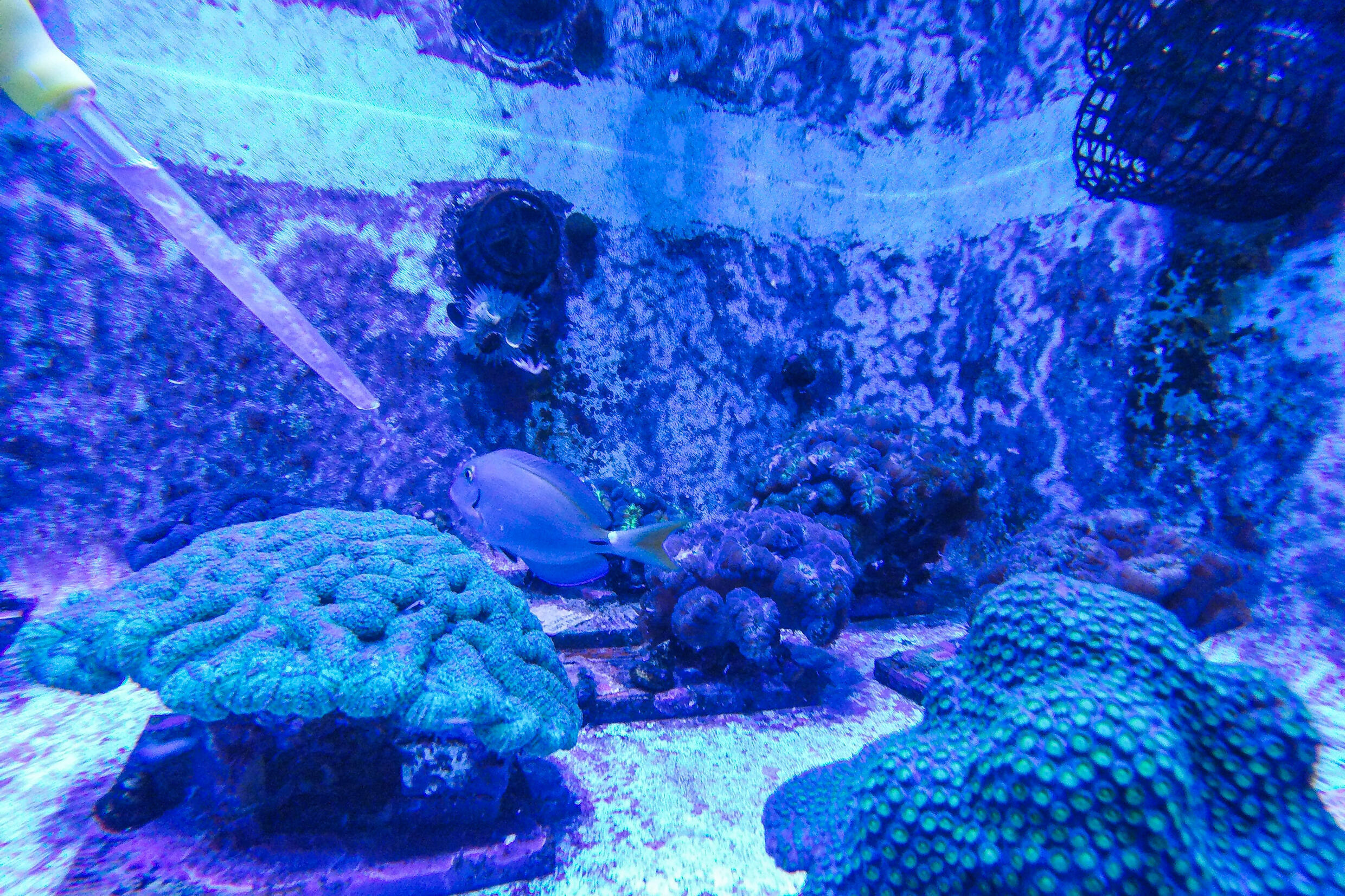 Scientists race to save Florida coral reef from mysterious disease - RFI