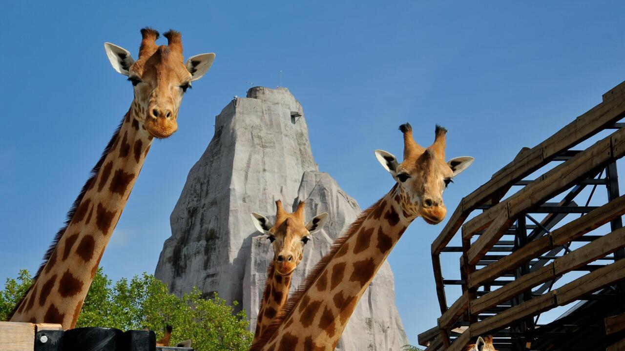 Reopened Paris zoo stresses animals' well-being and conservation