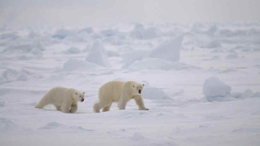 Le commerce international des ours polaires restera autorisé