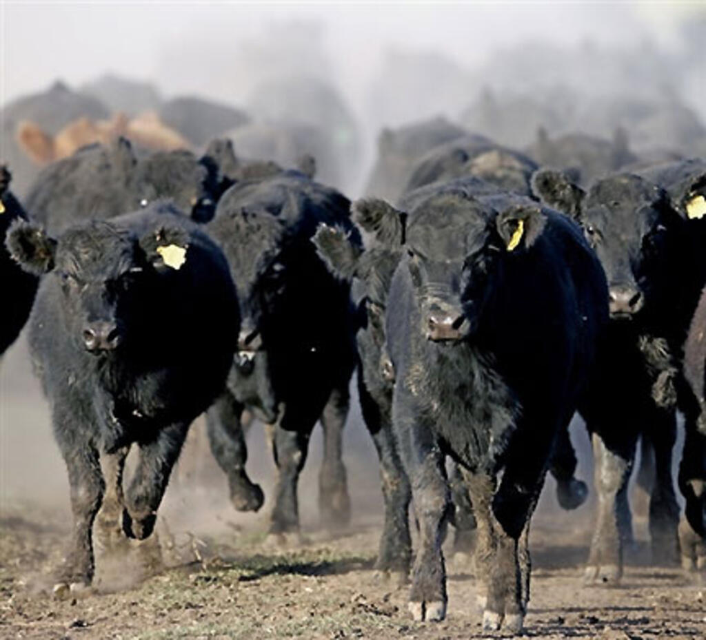 Accord UE-Mercosur: dans le cône Sud, face aux réserves des écologistes ...