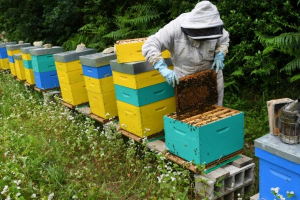 New research on bees and counting has science world buzzing