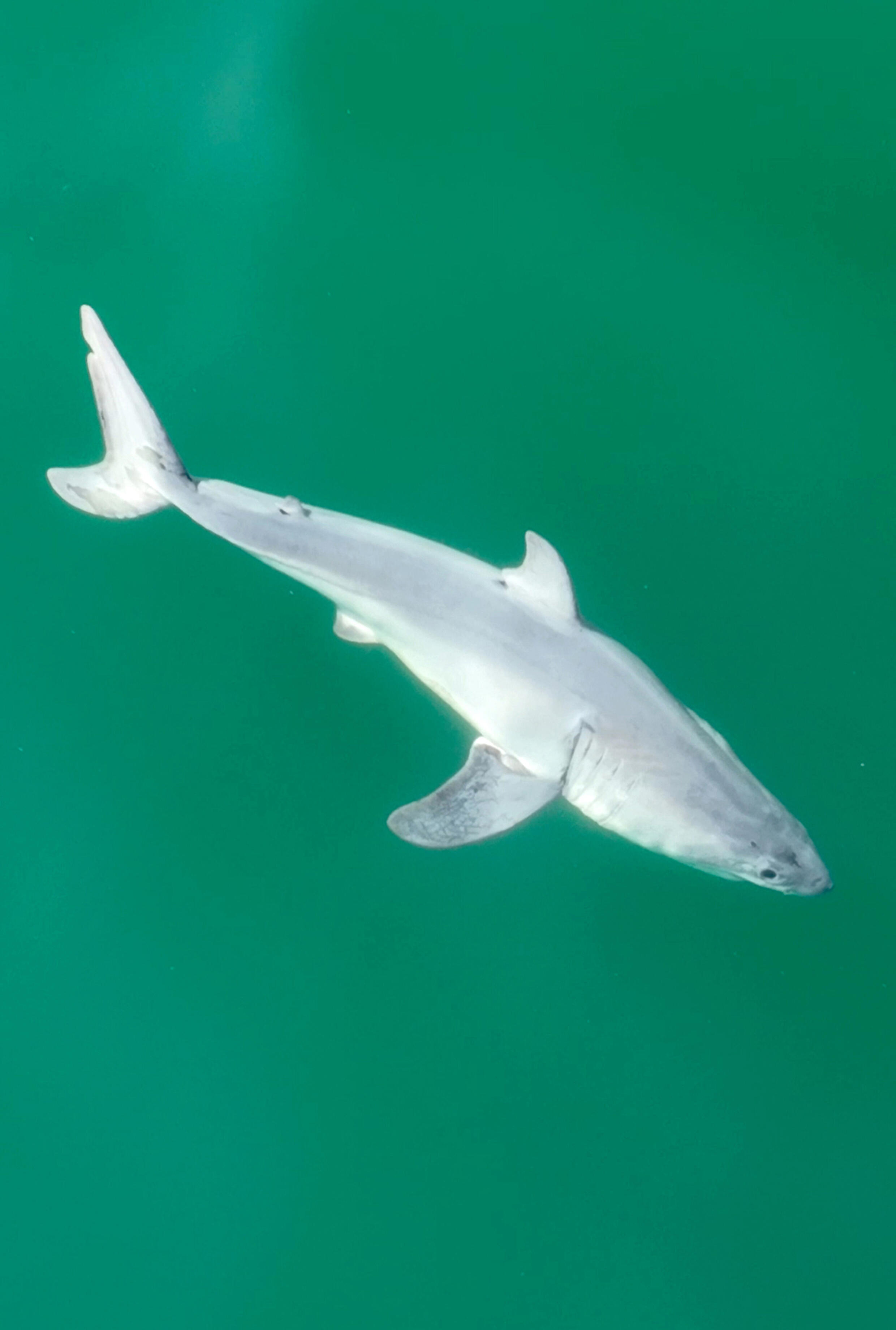 Expertos aseguran haber avistado un bebé tiburón blanco después de nacer