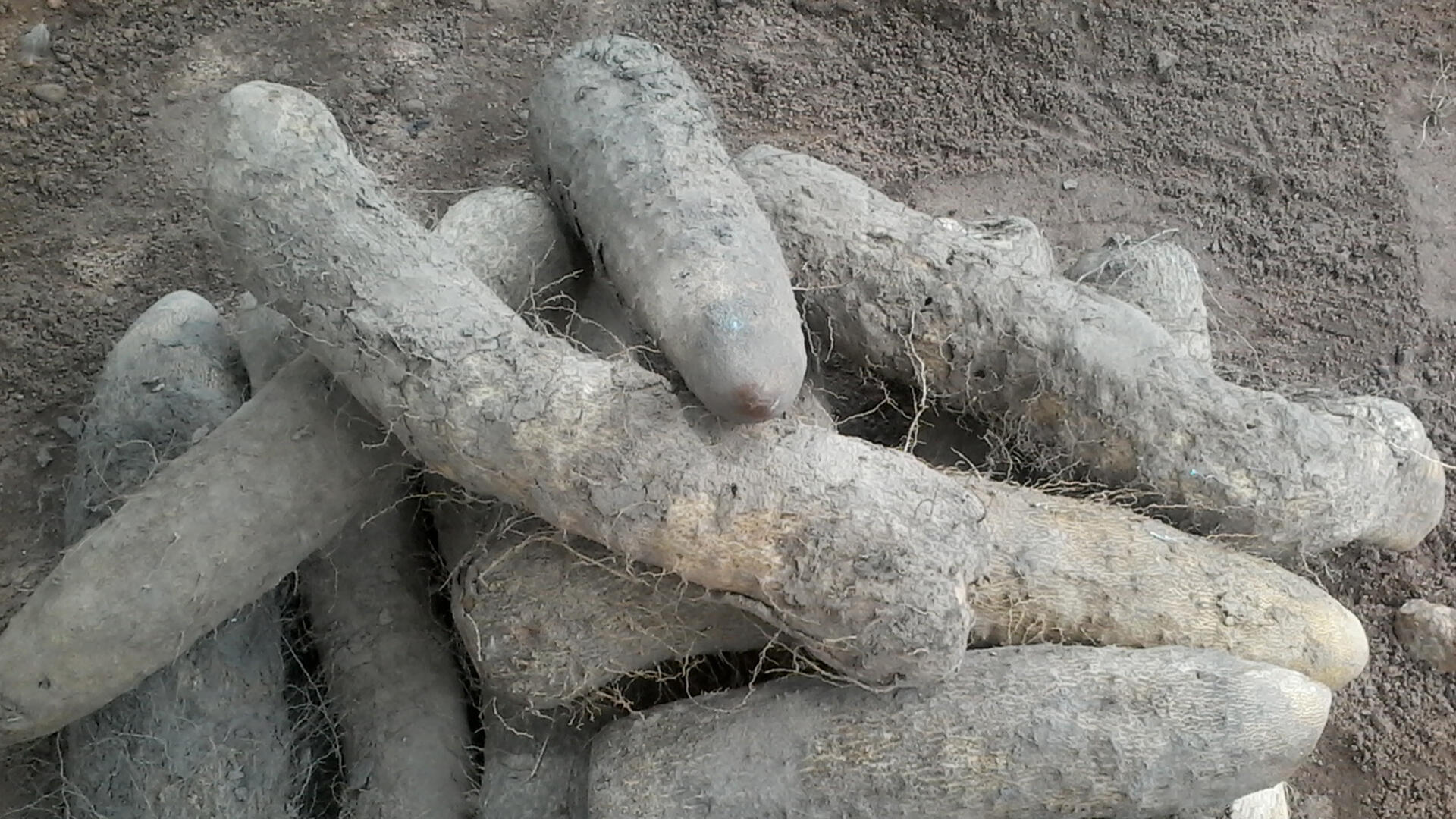Fête de l’igname et la lutte traditionnelle chez les Booda - Le club RFI