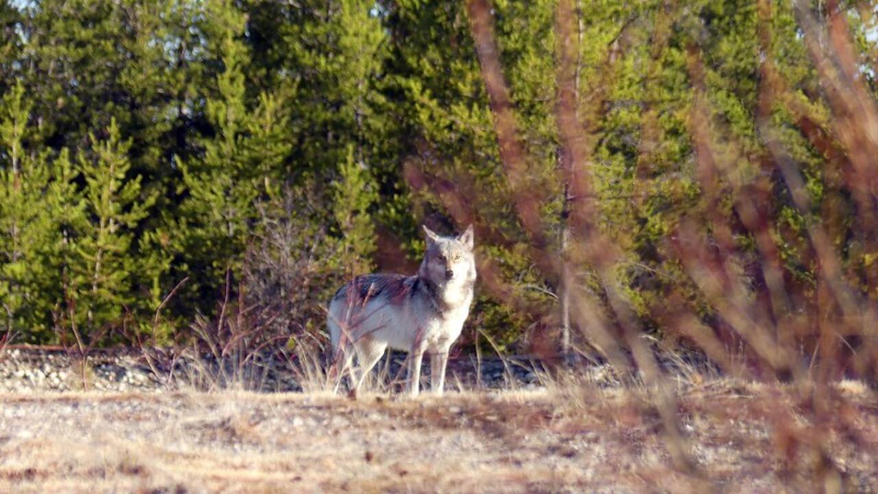 First wolf spotted in western France since reintroduction into wild