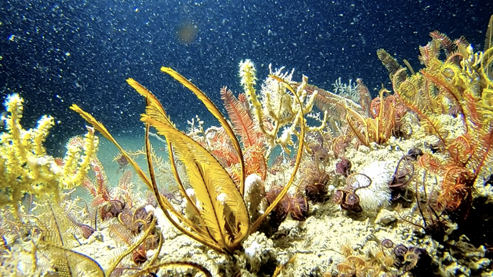 Descubra el asombroso arrecife amazónico frente a las costas de la ...