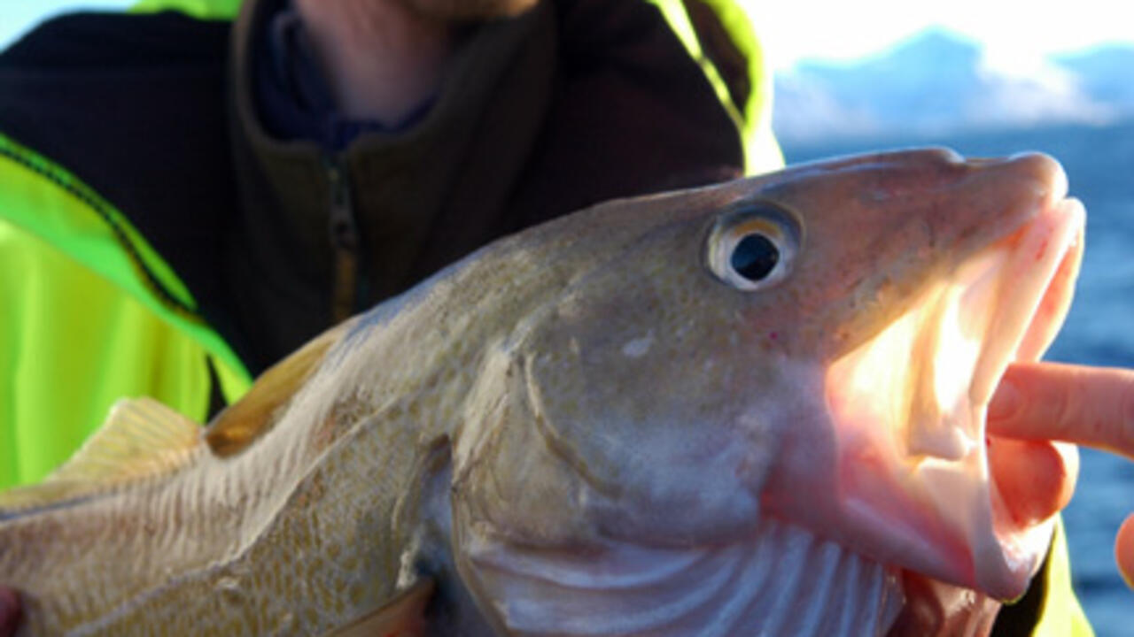 Le skrei poisson miracle - Météo Marine et le quotidien de la mer
