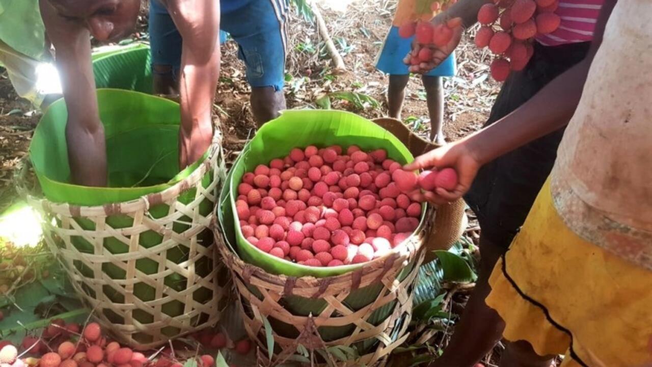Madagascar se lance dans la production de fruits séchés - Reportage Afrique