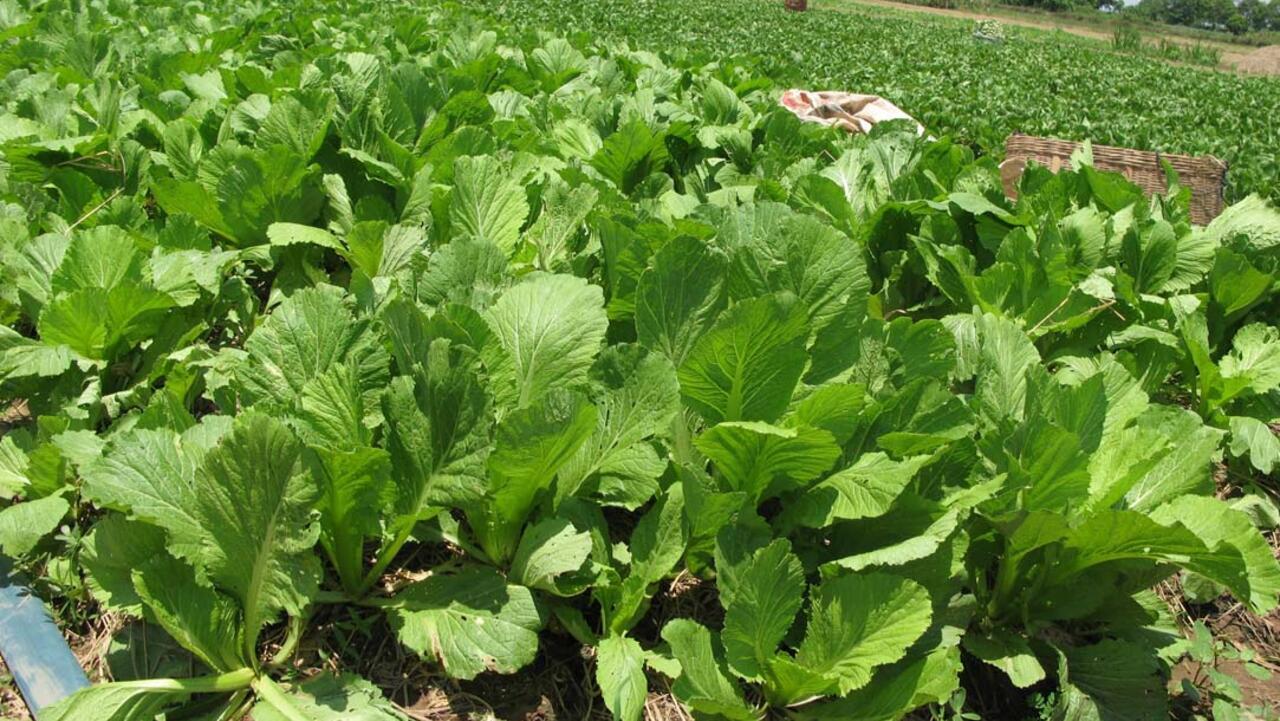 ការ គ្រប់ គ្រង និង ការ ប្រើប្រាស់ ថ្នាំ និង ជី កសិកម្ម ត្រូវ បាន គិតគូរ ...