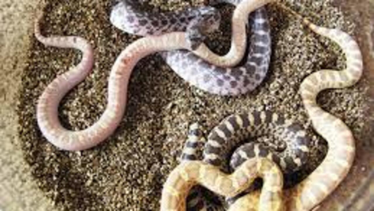 Snake in parliament forces Nigeria's Ondo state lawmakers to adjourn ...