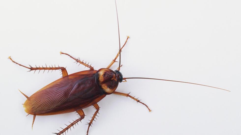 Les cafards inspirent (encore) les roboticiens - Un monde de tech