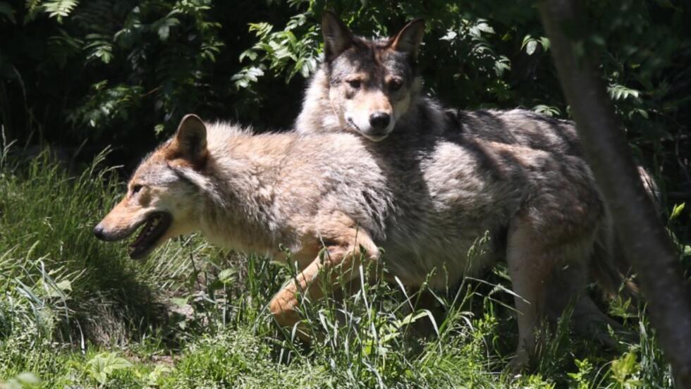 France approves wolf cull to save sheep
