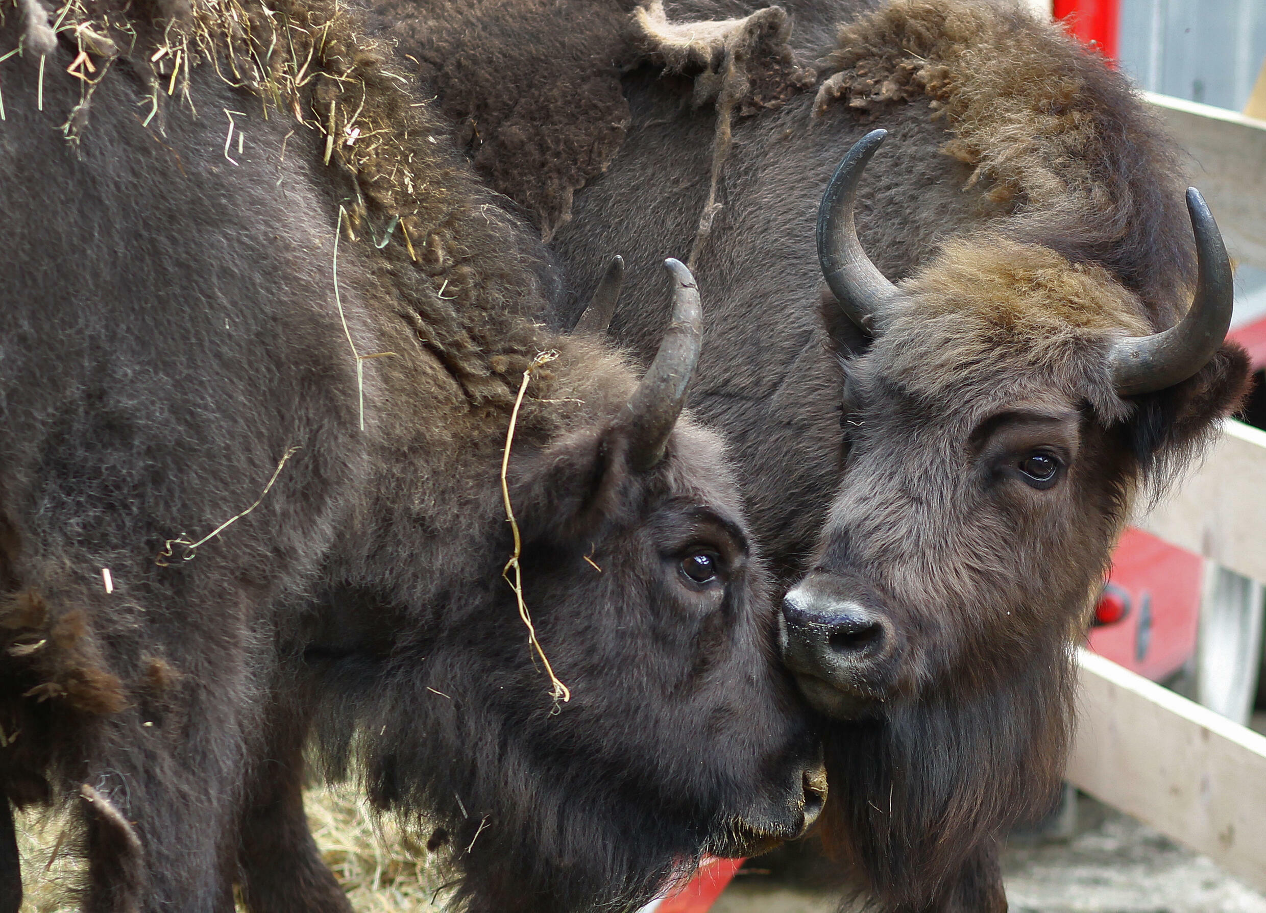 Rescued from extinction, bison rediscover Romania mountains