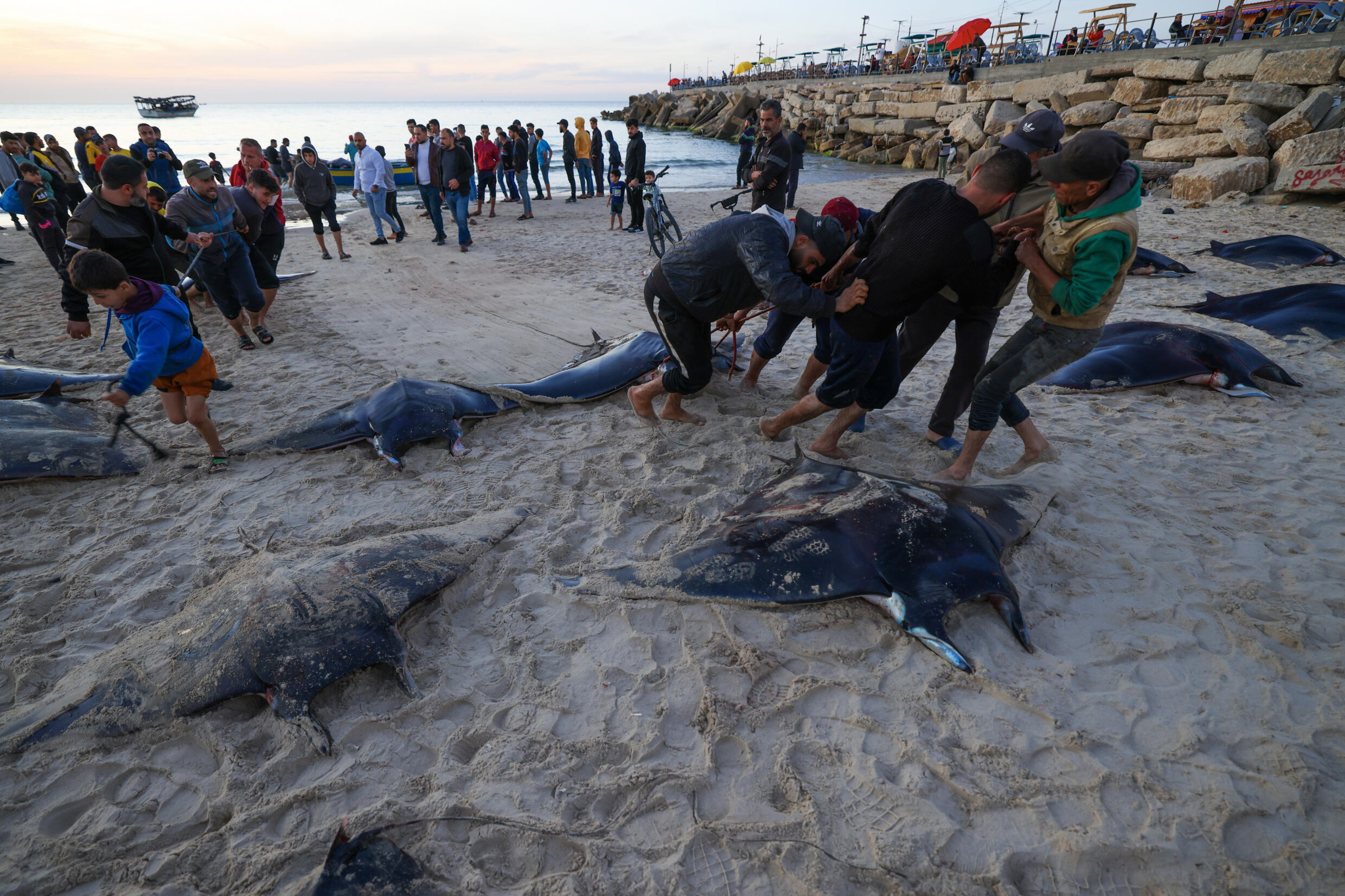 Dozens of rare manta rays caught off Gaza coast