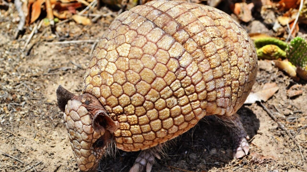 Ser mascote da Copa trouxe poucos resultados para preservação do tatu ...