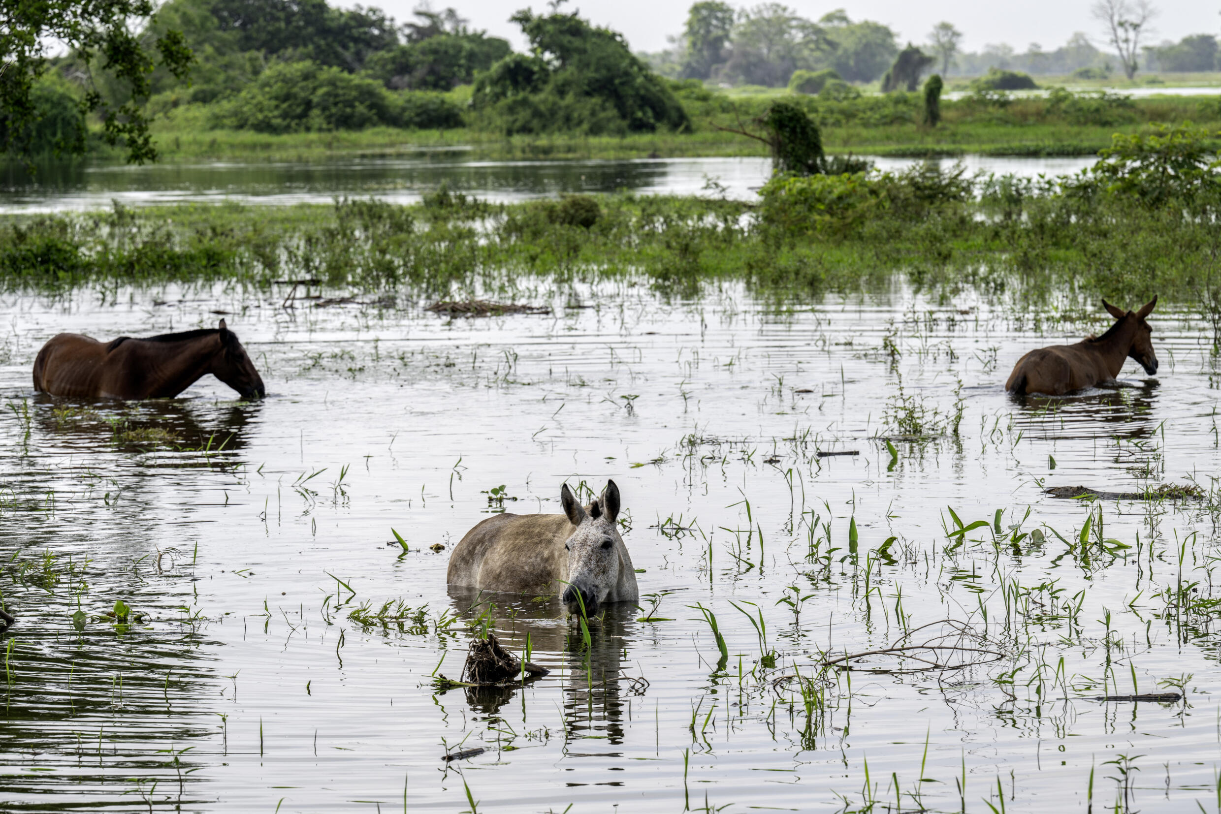 La Mojana, la región donde Colombia pierde contra las inundaciones