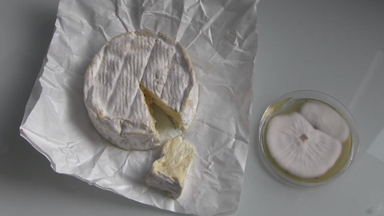 From The Lab: Is Camembert in trouble? - RFI