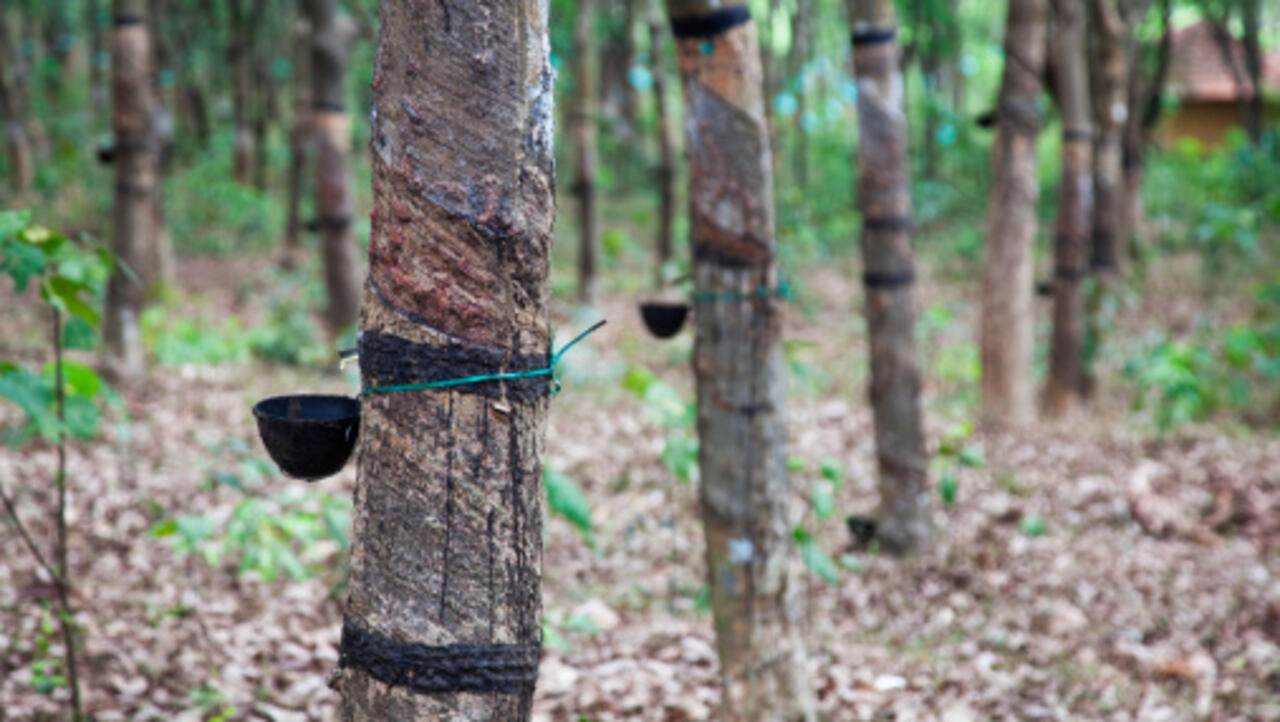 Côte d'Ivoire: le rôle de l'hévéa pour protéger l'environnement ...
