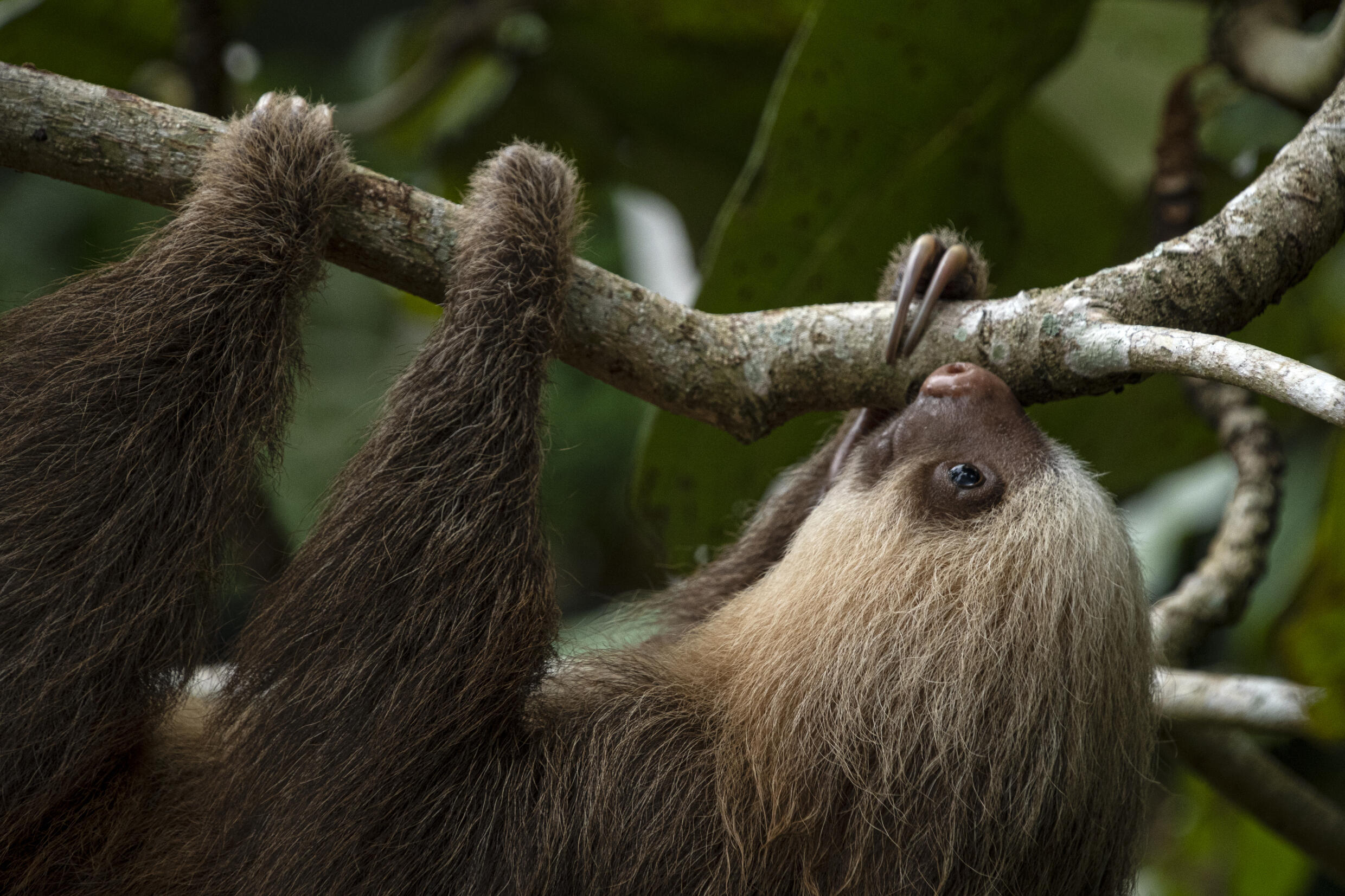 Costa Rican sloth antibiotics offer hope for human medicine