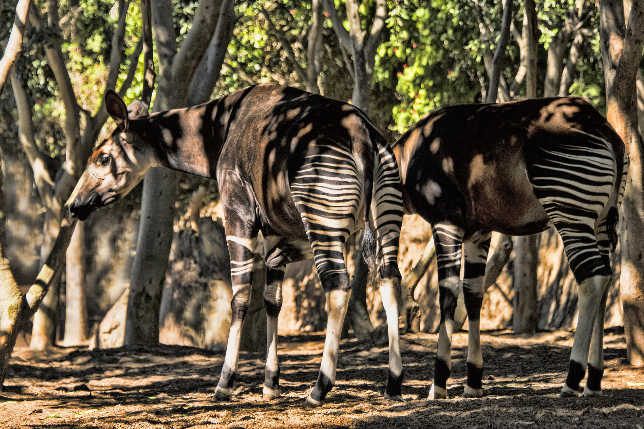 L’okapi, le discret trésor de la RDC - C'est dans ta nature