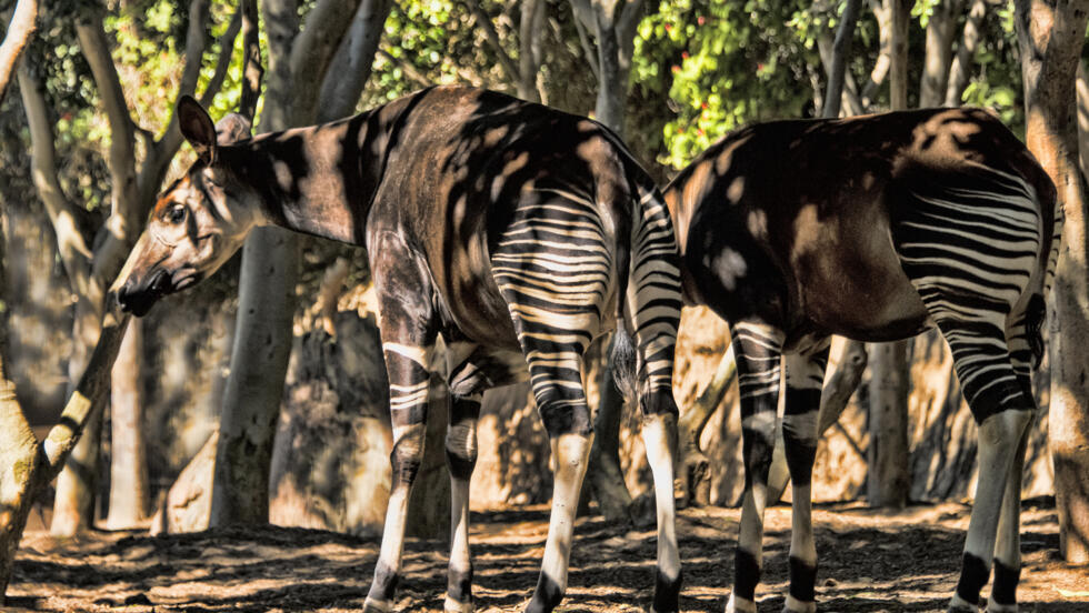 L’okapi, le discret trésor de la RDC - C'est dans ta nature