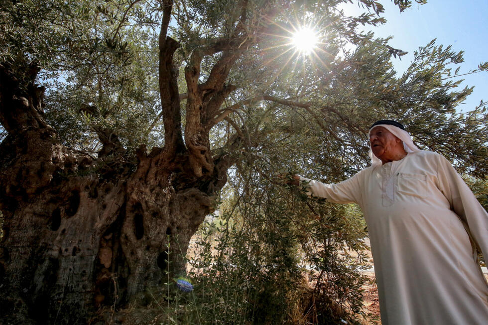 Jordan's mission to save its ancient olive trees
