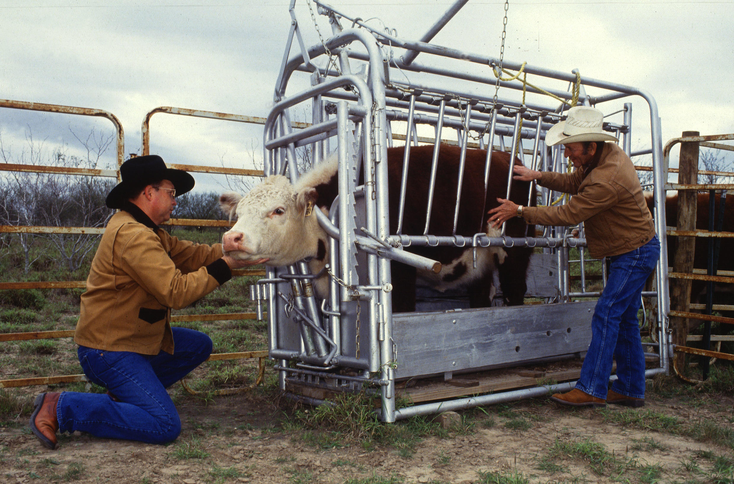 Temple Grandin, la zoologue atteinte d’autisme qui a révolutionné l ...