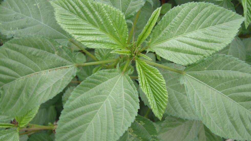 Molokheya: la magnifique - Le goût du monde