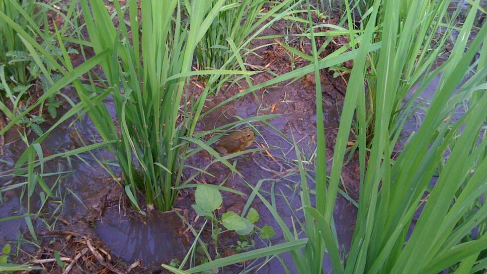 Les techniques d'irrigation de rizières à Mopti au Mali - Chronique ...