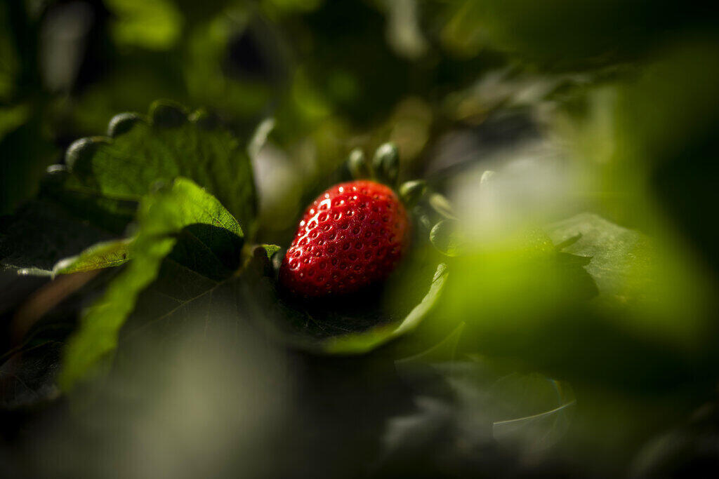 L’Unesco s'inquiète pour le parc de Doñana et met l'Espagne en garde