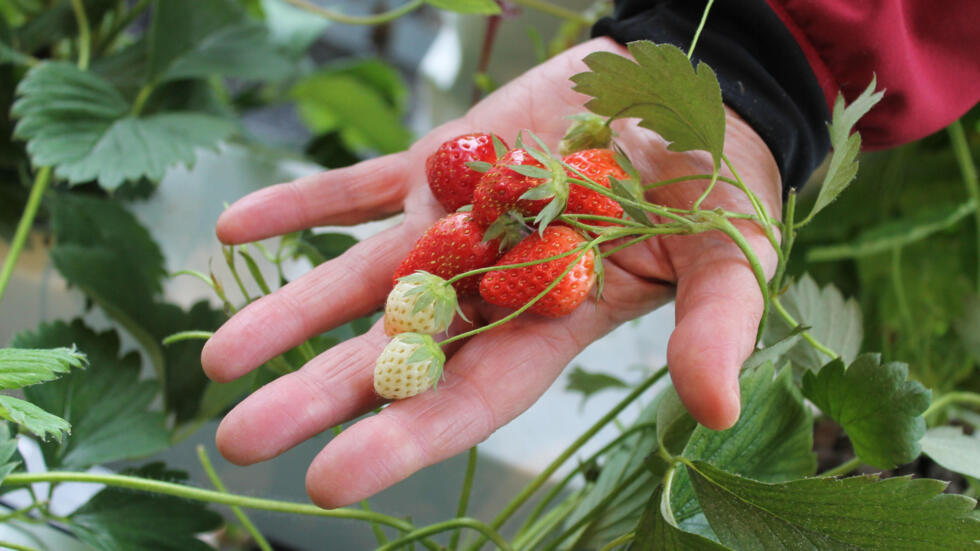 Covid-19: en Belgique, les producteurs de fraises font face au manque ...