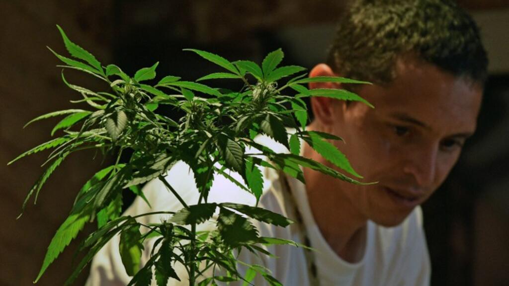 How Colombia is managing medicinal cannabis - International report