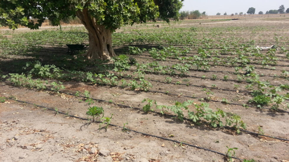 Le champ communautaire de l'école de Keur Mandongo au Sénégal ...