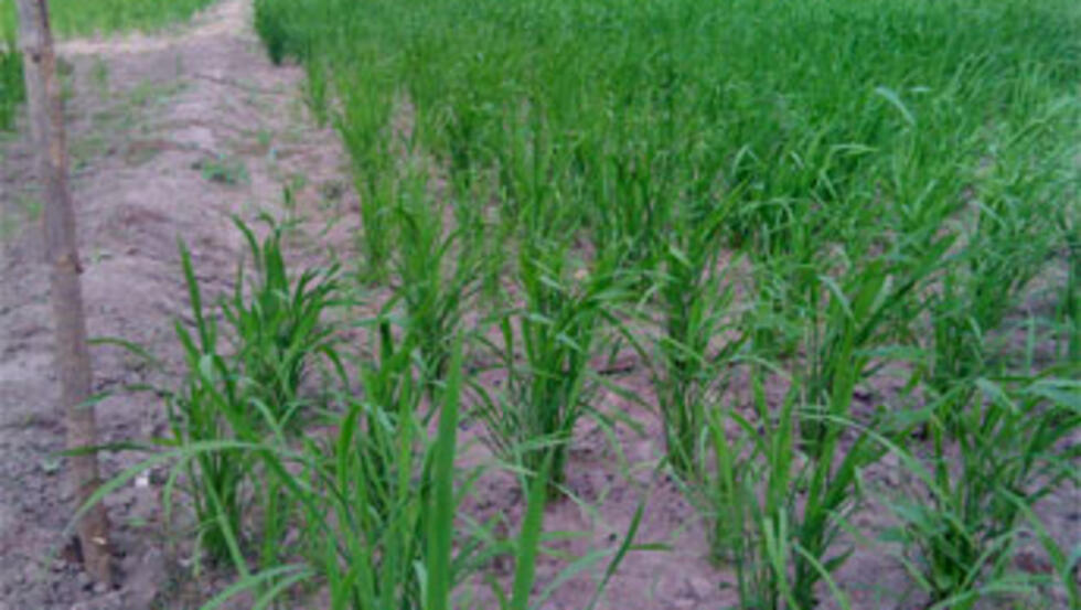 Le Projet Riz Pluvial (PRP) au Burkina Faso - Le coq chante