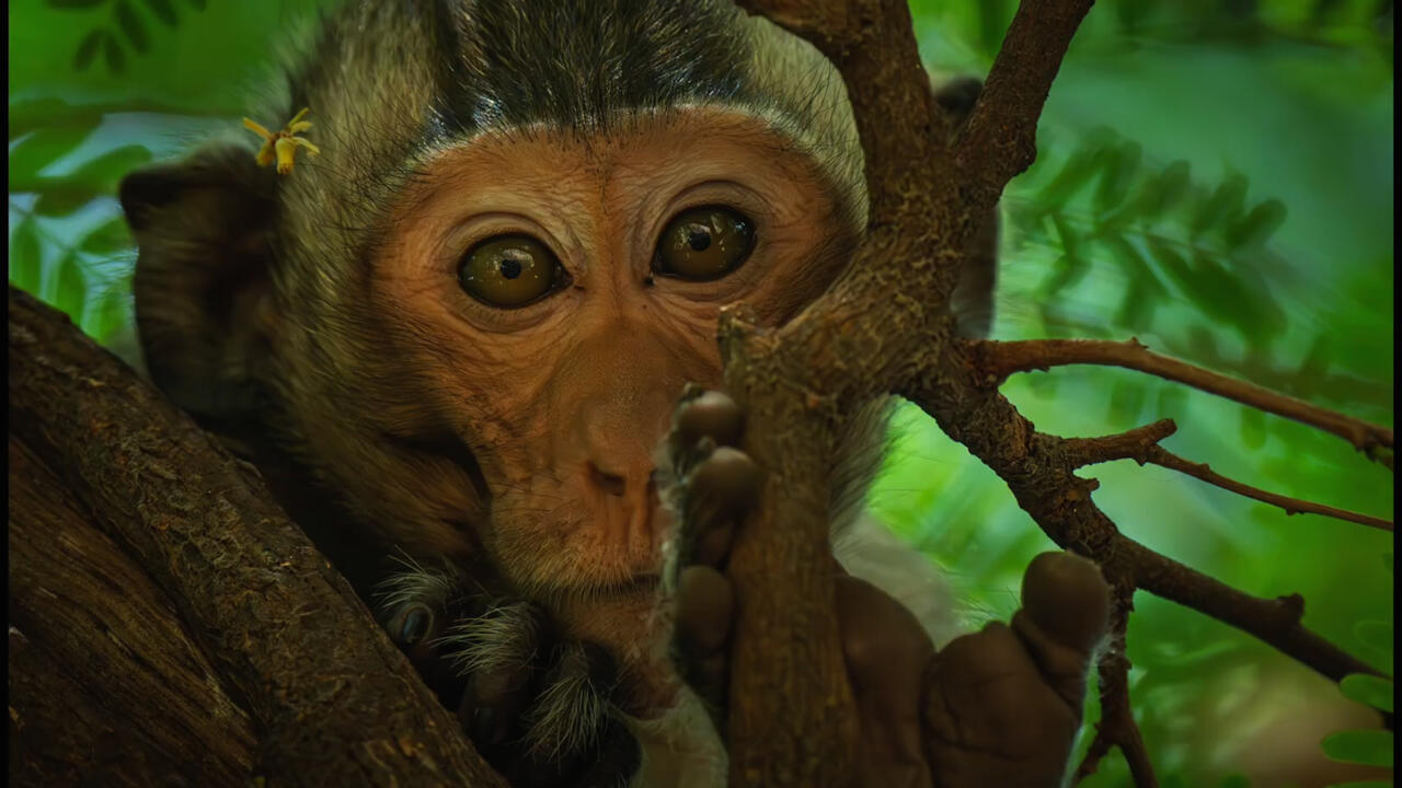 សត្វចំនួន ២៥០ប្រភេទ ត្រូវបានអភិរក្ស ...