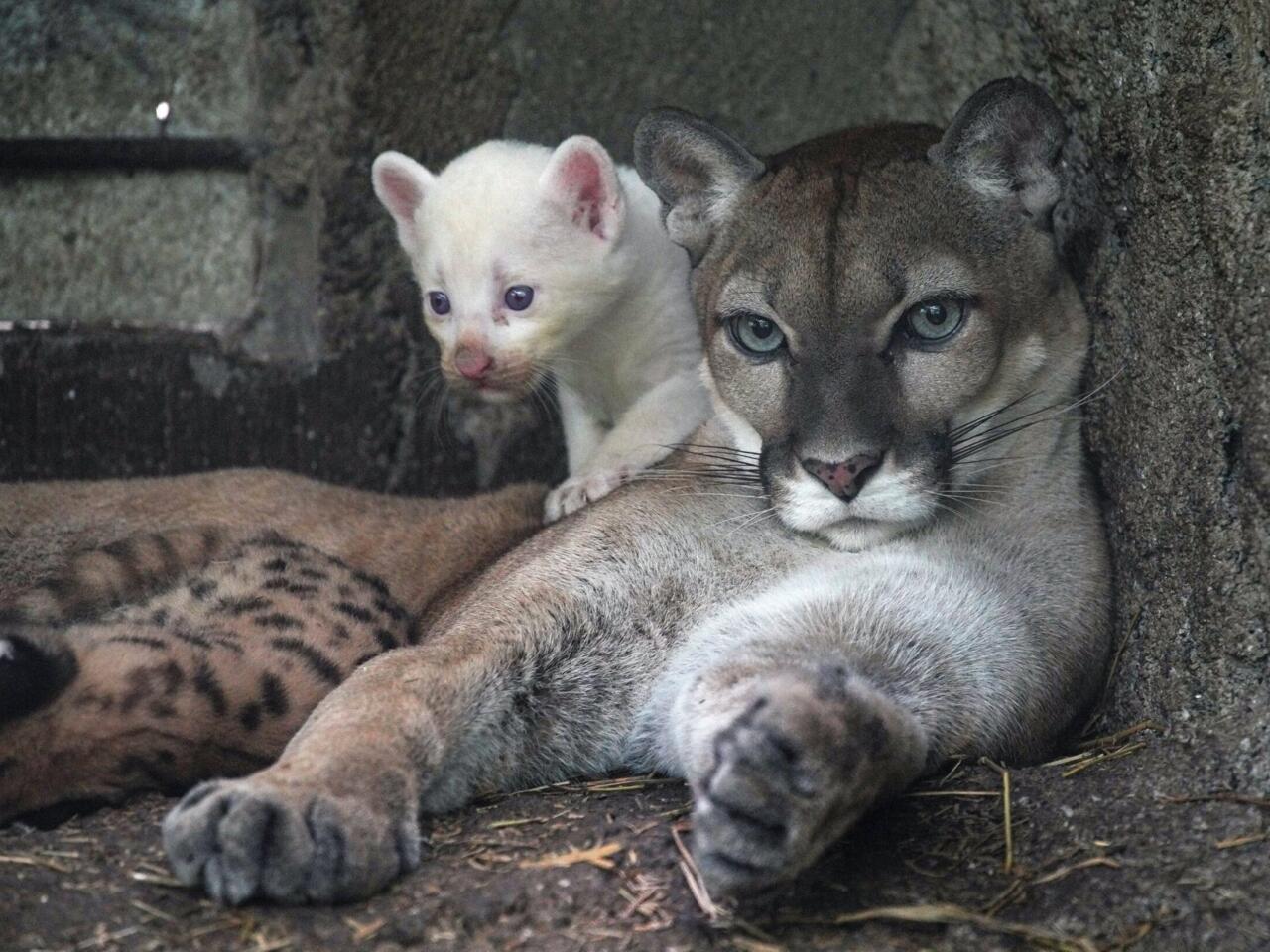 Baby Puma
