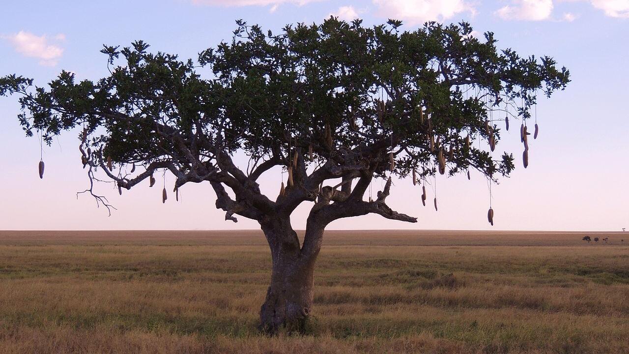 Zimbabweans barking up the wrong tree with ‘silly’ English names