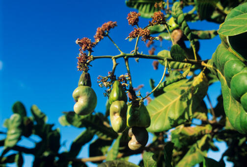Sénégal : la production de noix d'anacarde prometteuse mais compliquée ...