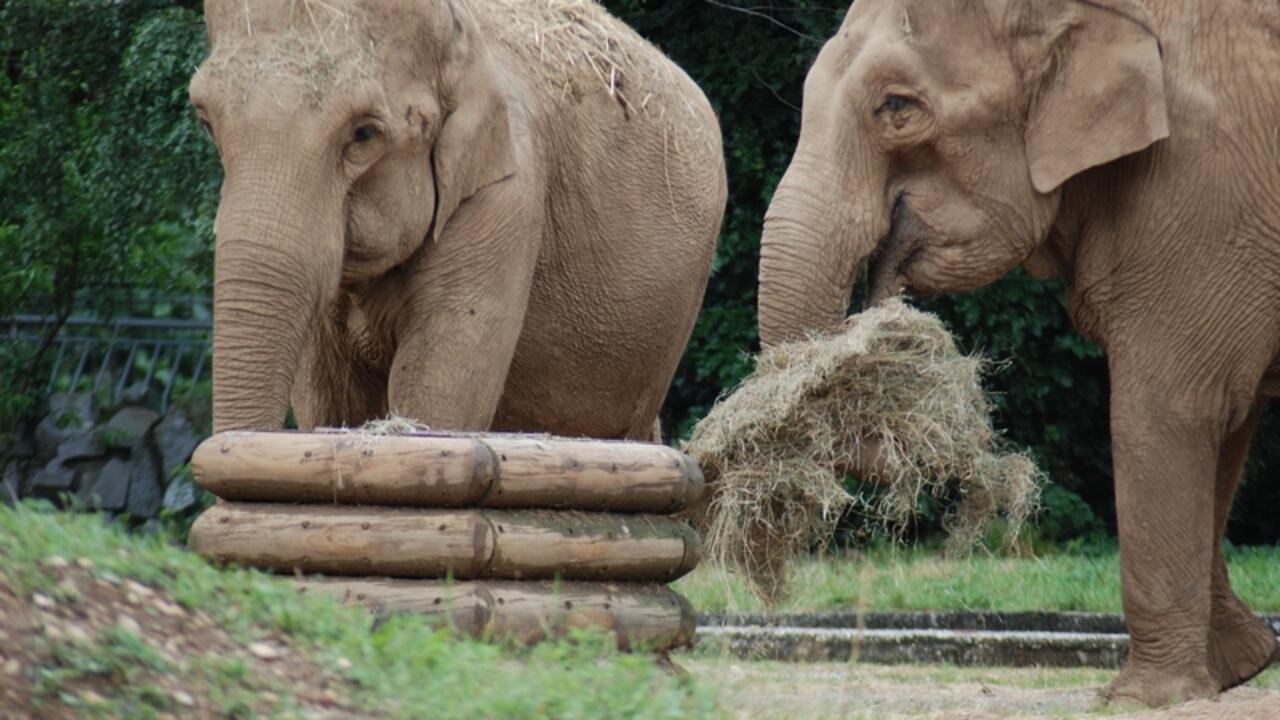 Lyon elephants escape execution thanks to Monaco royals