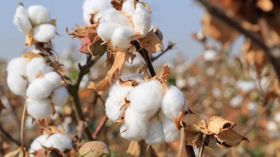 El mercado del algodón se contrae por falta de demanda