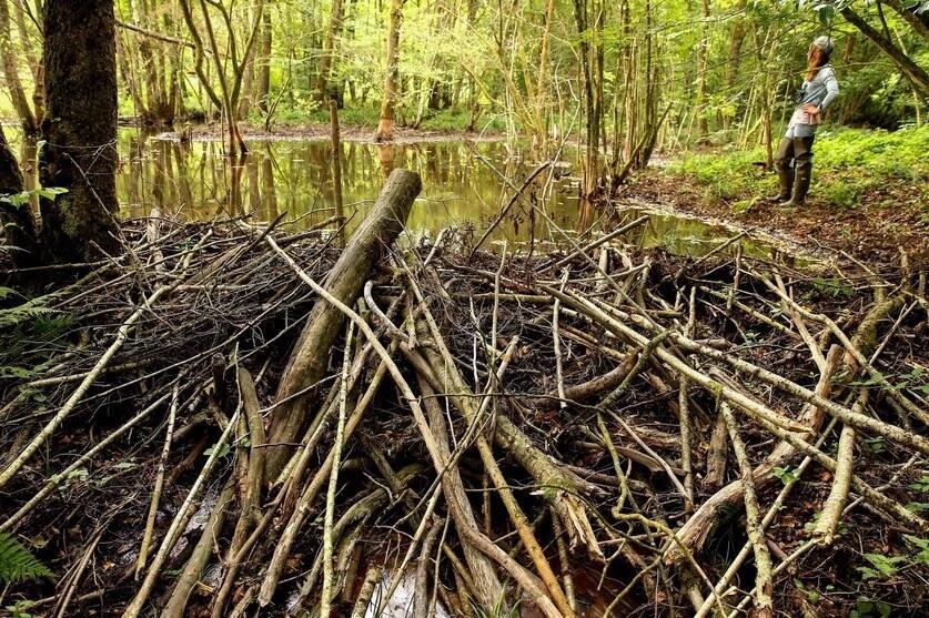 Meuse, Franța: Castori versus agricultori