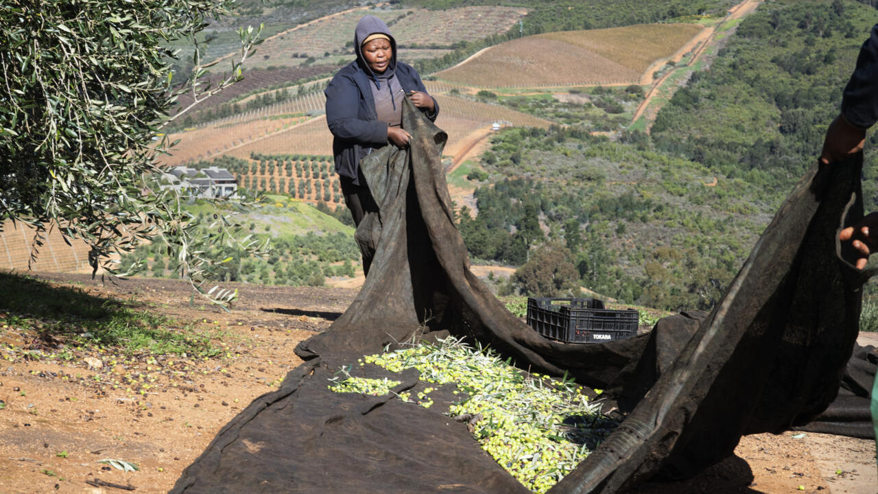 Why reviving old crops is key to saving Africa's degraded soils