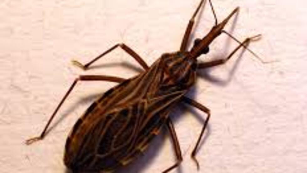 Día Mundial de la lucha contra el mal de Chagas - Vida en el Planeta