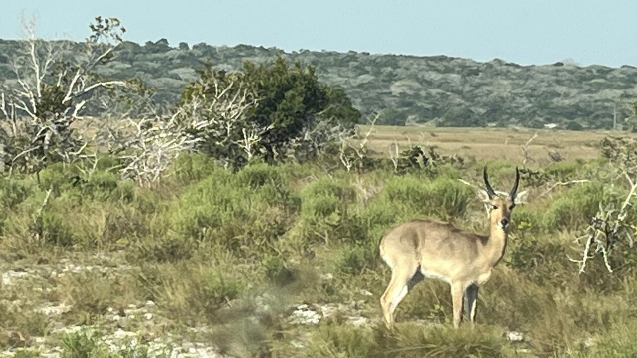 Moçambique: Parque Nacional de Maputo é Património Mundial da UNESCO