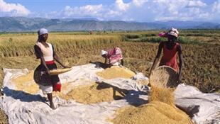 Rizières de l'Artibonite