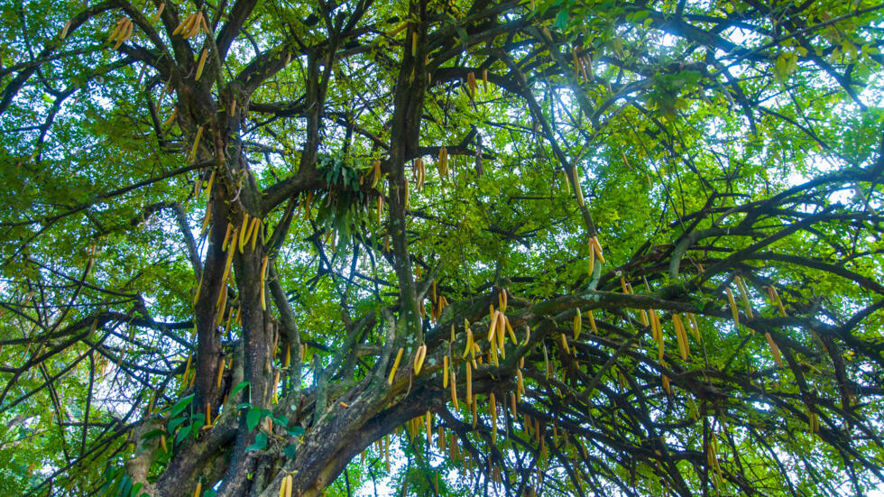 Au Sénégal et au Niger, des «arbres de vie» - C'est dans ta nature