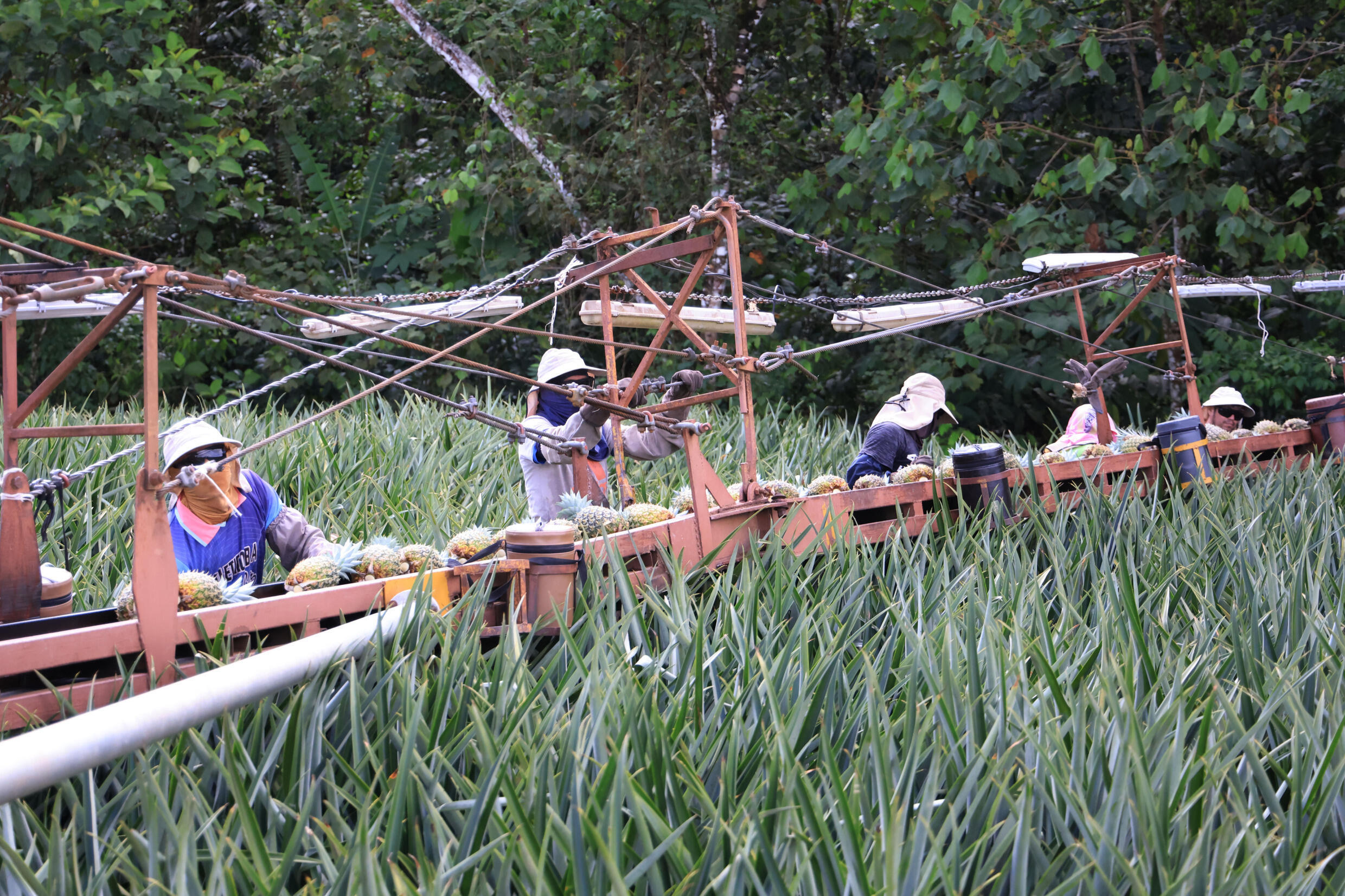 La piña rosa, un manjar exclusivo de Costa Rica para el mundo