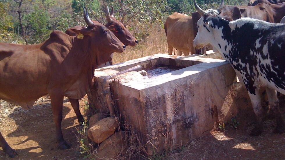 Le groupement Kawtal Konsiré du village de Ngaou Mokon au Cameroun - Le ...