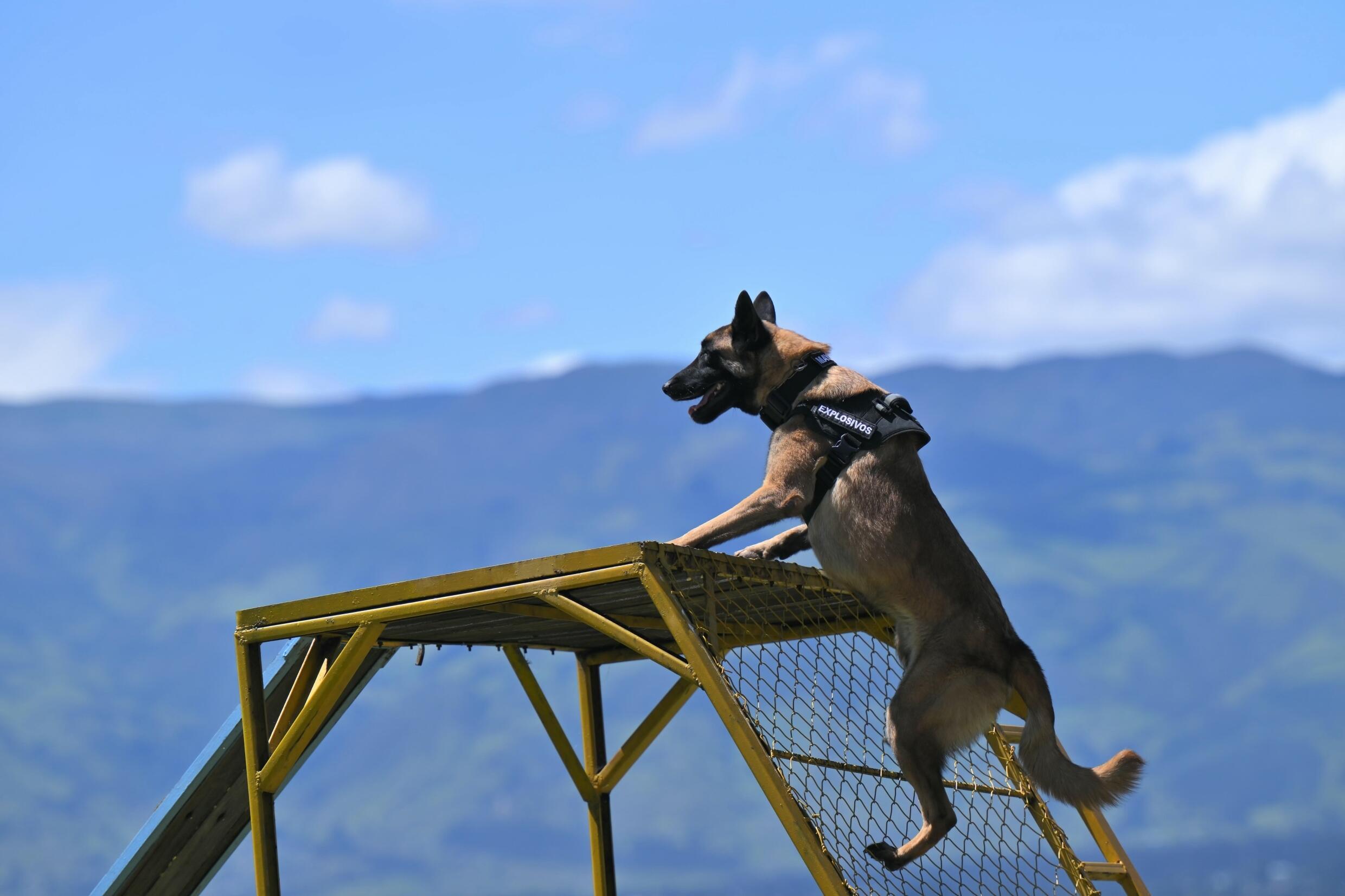 Ecuador condecora a perros detectores de droga, armas y explosivos