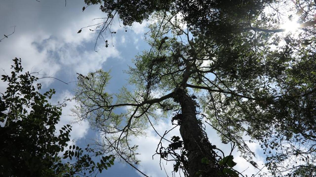 El guáimaro, un árbol para ayudar en la lucha contra el cambio ...
