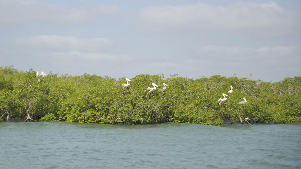 En Guinée, il est urgent de préserver la mangrove